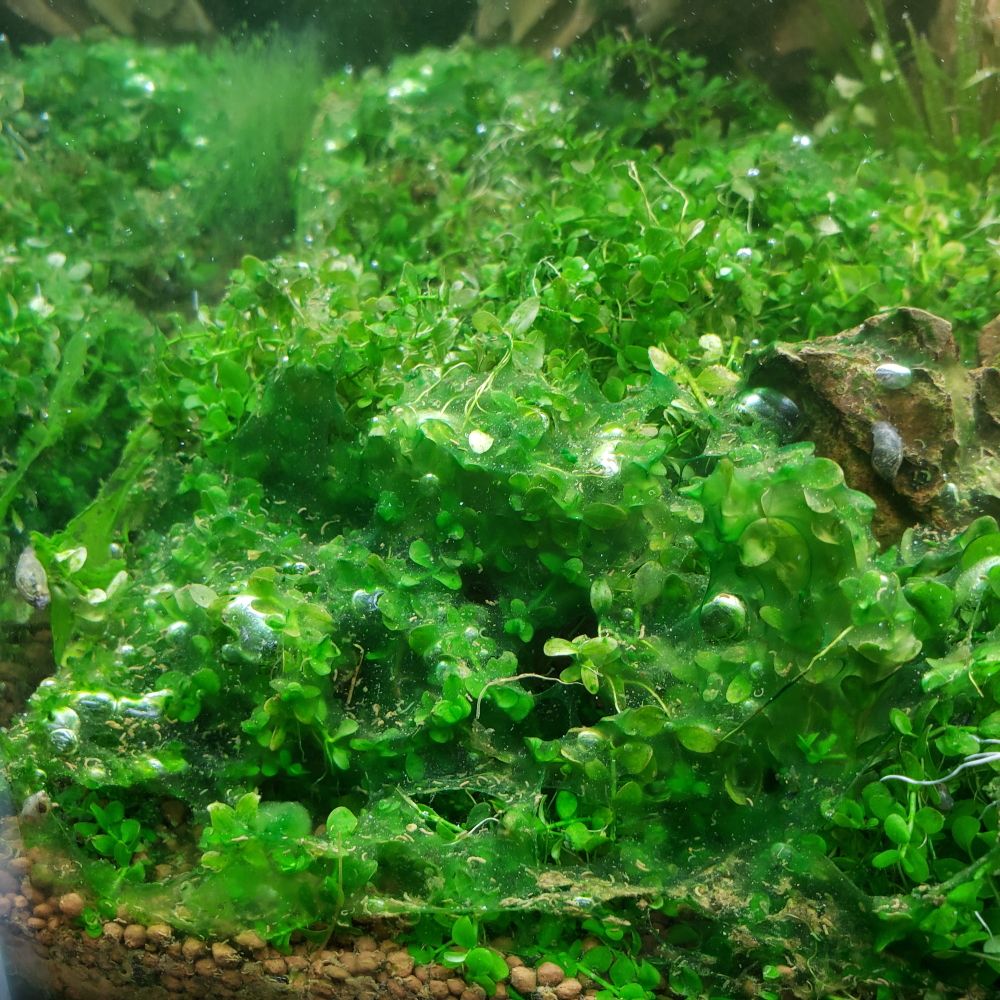 How To Get Rid Of Blue Green Algae In Planted Aquarium Starnes Witers