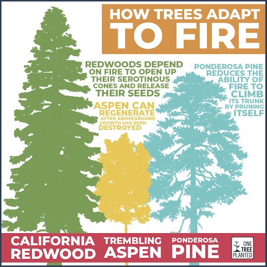 Fire Ecology and What Happens After Forest Fires - One Tree Planted