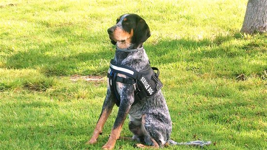 Do Service Dogs Need To Wear A Vest Berning Anter1984
